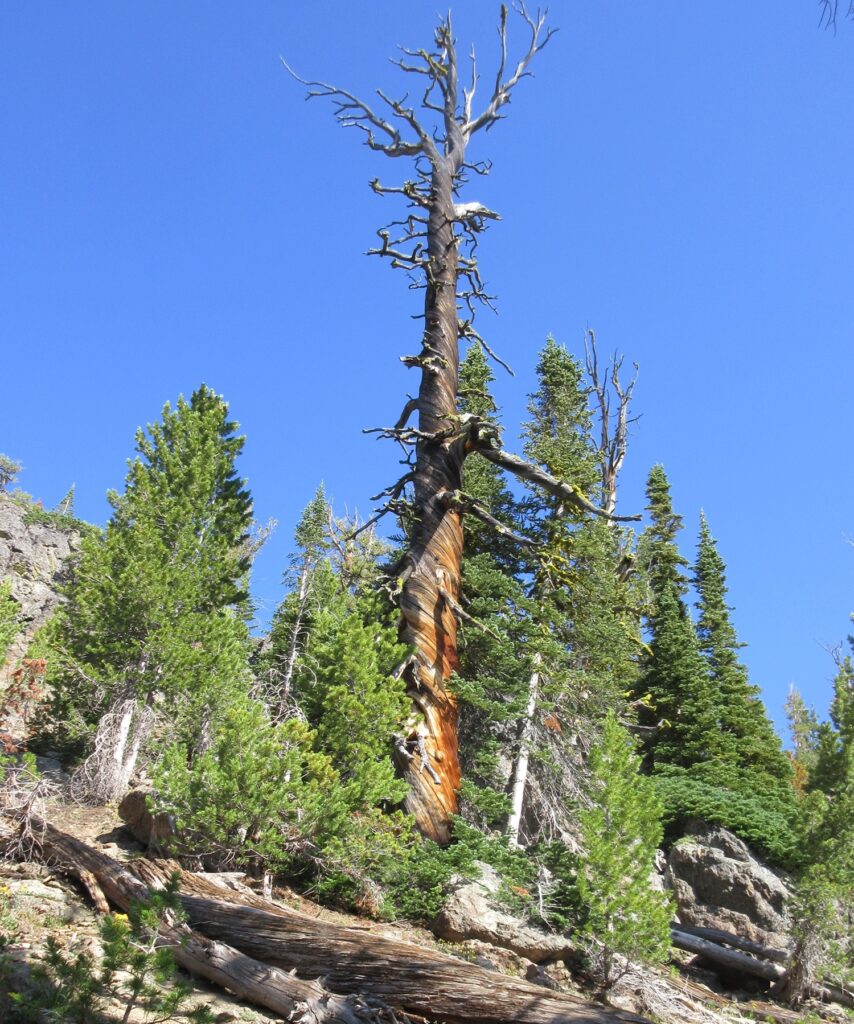 Analytic Contracting Services